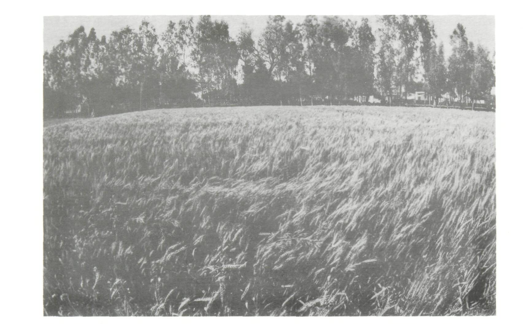 3.3:Agroforestry in the Indian subcontinent: past, present and future