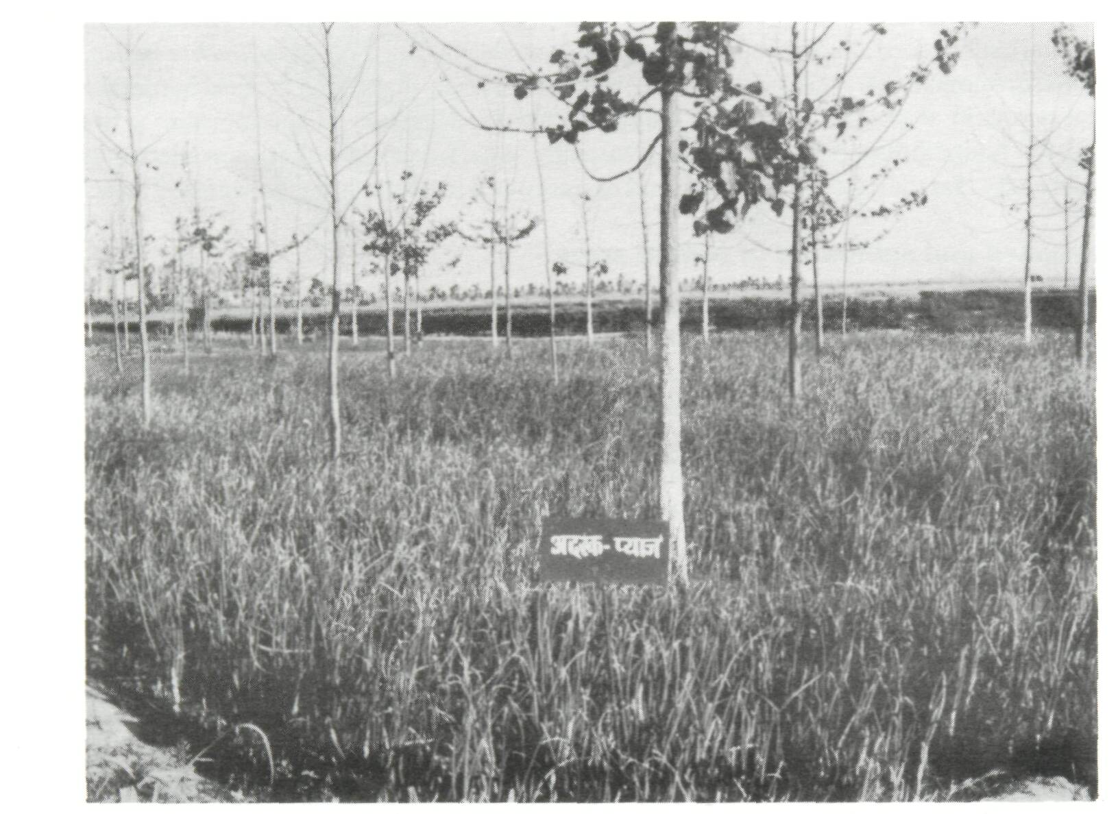 3.3:Agroforestry in the Indian subcontinent: past, present and future