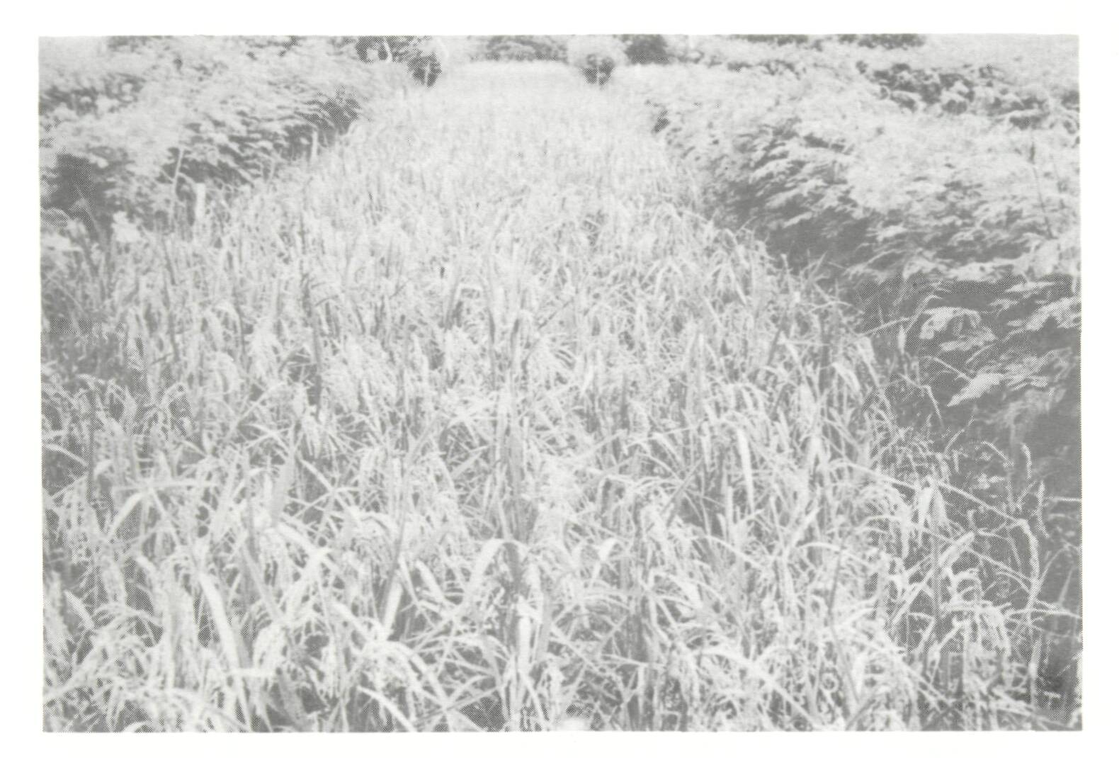 5.1:The development of alley cropping as a promising agroforestry ...