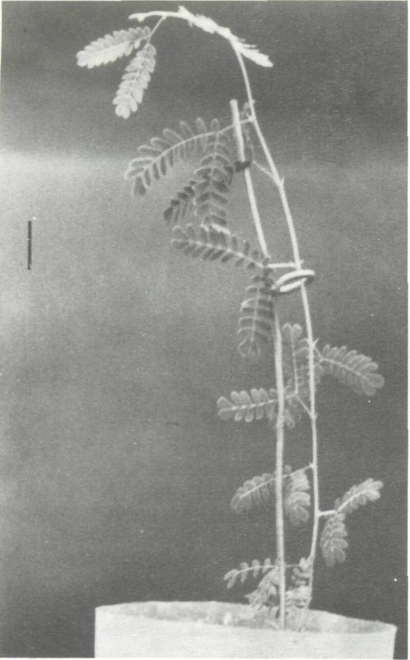 Meristem Micrografting of Adult Faidherbia albida